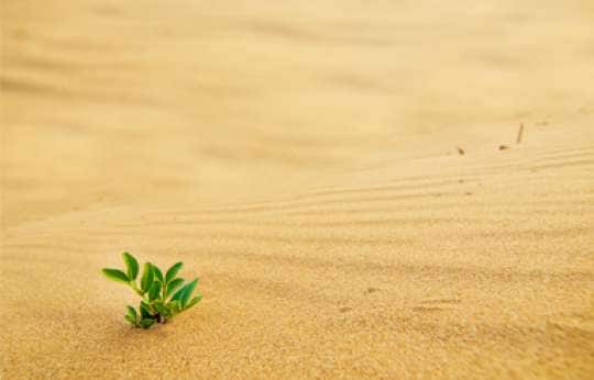 Fundación Sahara Forest Project | CostaClub